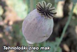 LJEKOVITO BILJE: Proizvodnja maka | Hazud.hr